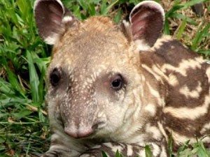 G1 - Zoológico do RS faz enquete para batizar filhote de anta ...