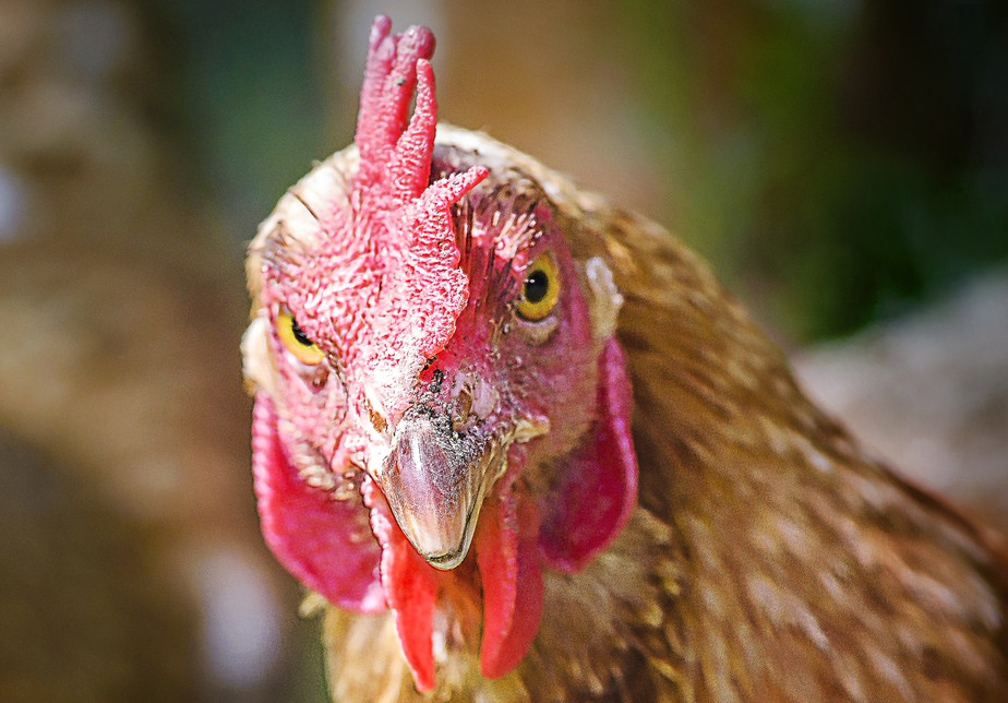 Diversificar a cesta de ovos não basta, é preciso variar o galinheiro ...