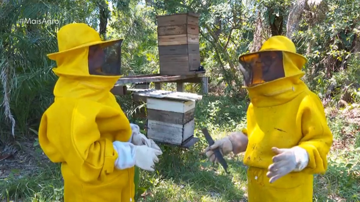 MT explora apenas 0,3% do potencial para produção de mel, aponta ...