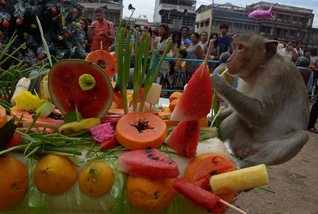 G1 - Macacos ganham banquete com 2 toneladas de frutas na Tailândia ...