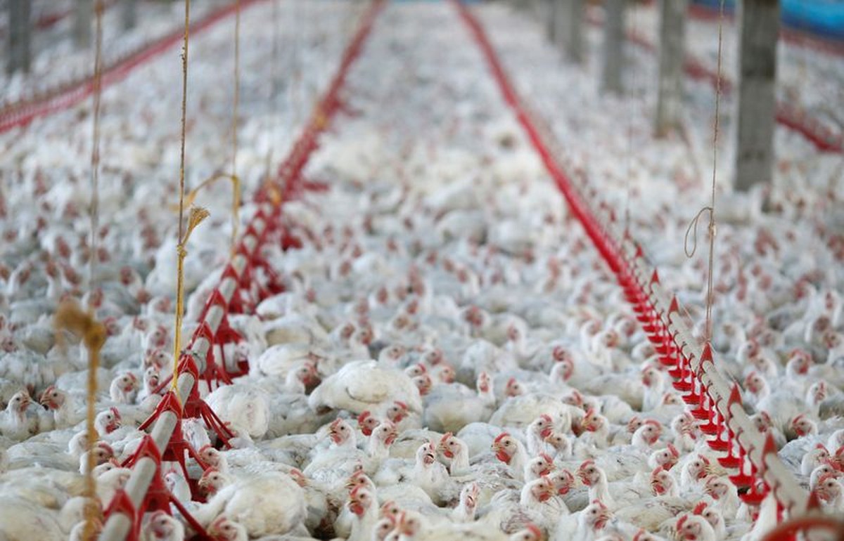 Custo de produção do frango sobe 19,8% em 2021, diz Embrapa ...