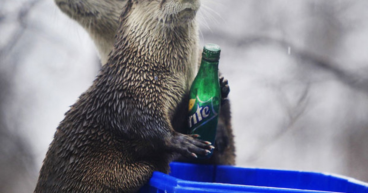 Natureza - Lontras treinadas participam de reciclagem em zoológico nos EUA