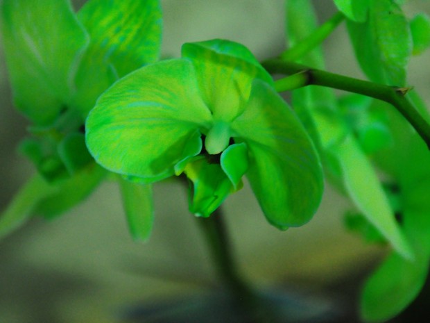 G1 - Expoflora encanta com chuva de papel e flores com as cores da ...