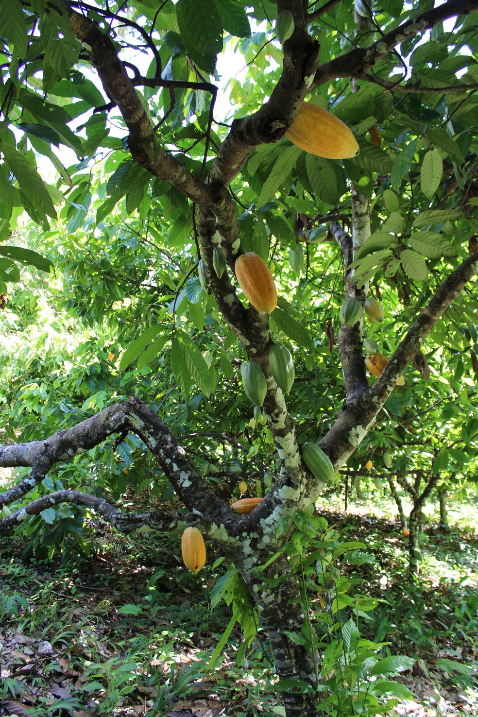 Muito além do chocolate: propriedades do cacau previnem sinais de ...
