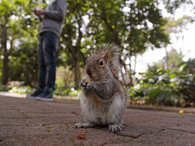 G1 - Esquilos fazem sucesso em parque da África do Sul; veja fotos ...