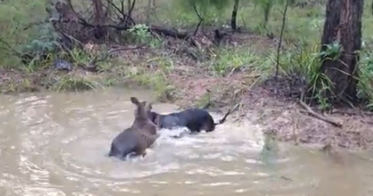 G1 - Canguru e cachorro são flagrados brigando em lago na Austrália ...