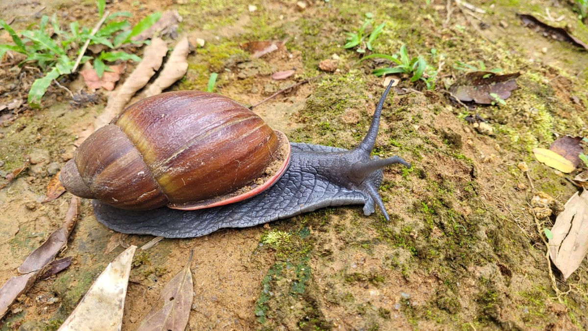Aruás-do-mato são tesouros vivos das florestas brasileiras | Terra da ...