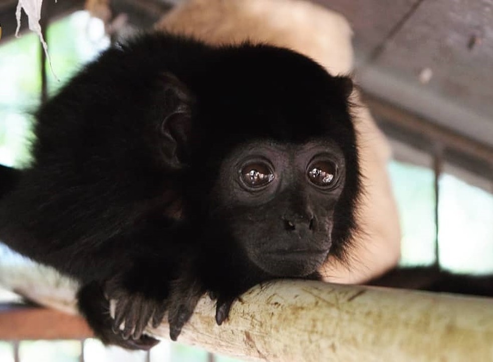 Campanha no AP quer salvar filhote de macaco ameaçado de extinção ...