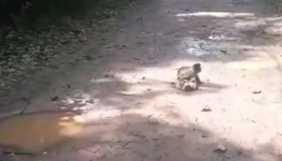 Filhotes de macaco que seriam traficados são devolvidos à natureza ...