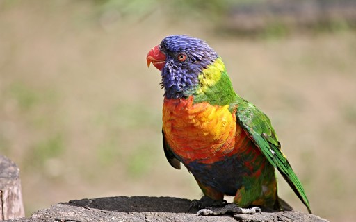 Como criar lóris - Revista Globo Rural | Como criar