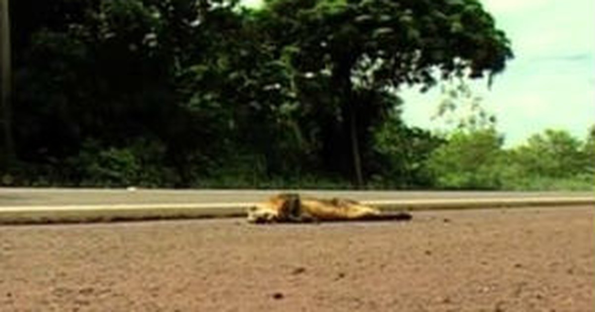 G1 - Atropelamento de animais em rodovia de MS será monitorado ...