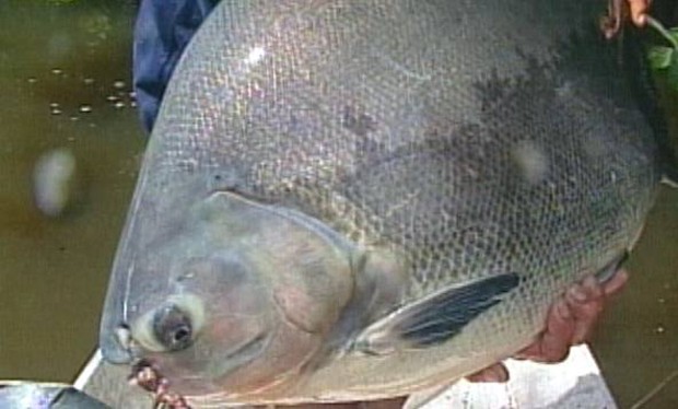 G1 - Pirapitinga - notícias em Fauna