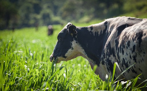 Pecuária avança com tecnologia voltada à pastagem - Revista Globo Rural ...