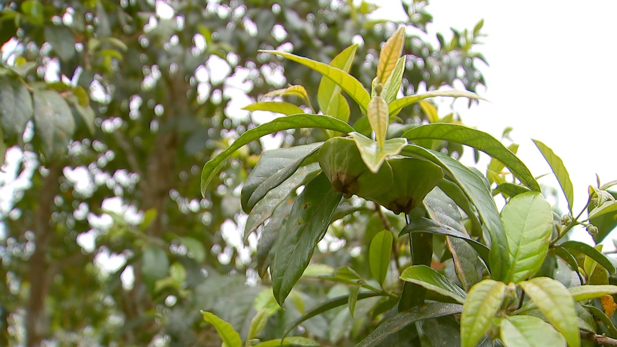 Produtores apostam no cultivo do cambuci | Nosso Campo | G1