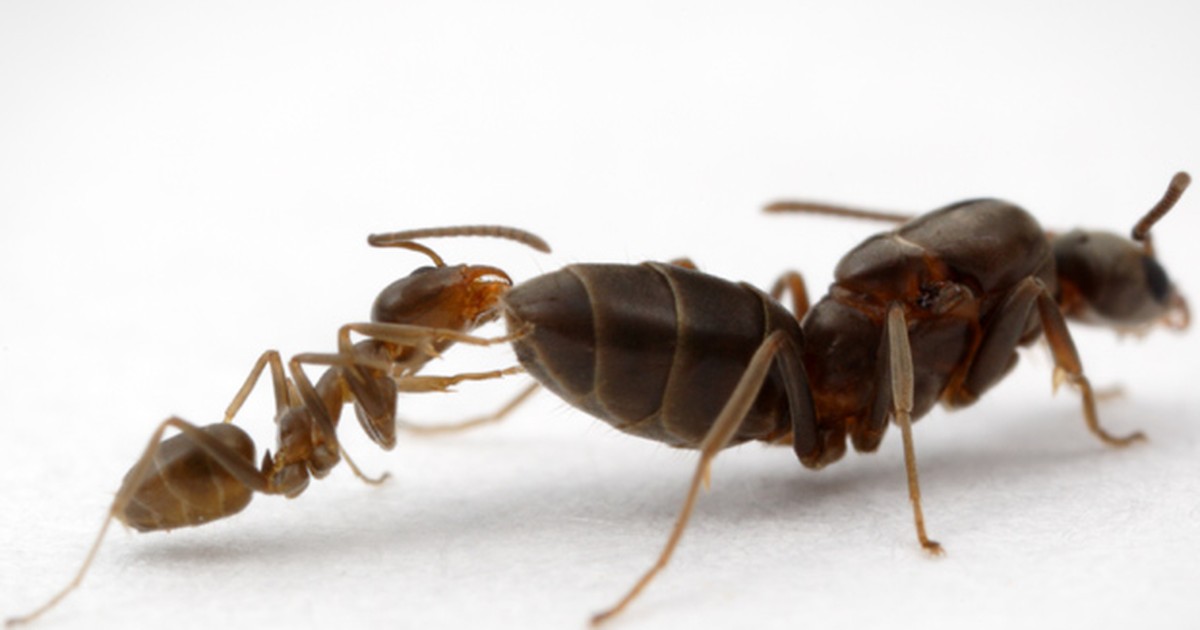 G1 - Genoma de formiga argentina é decifrado por cientistas - notícias ...
