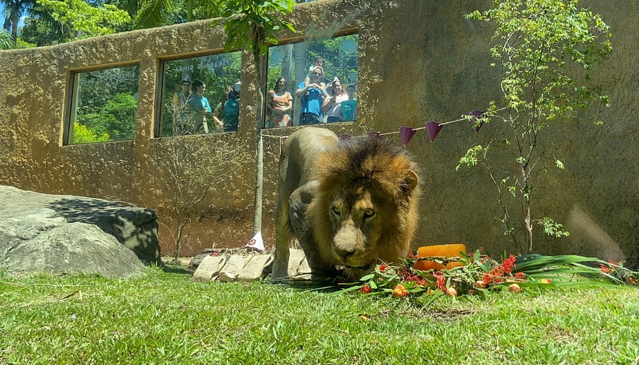 Simba, leão do BioParque do Rio, ganha festa para comemorar aniversário ...