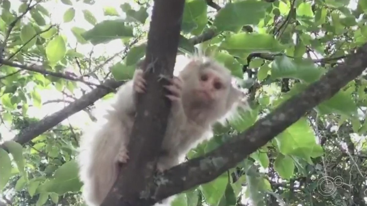 Macaco com pelos brancos chama atenção no Jardim Botânico de Jundiaí ...