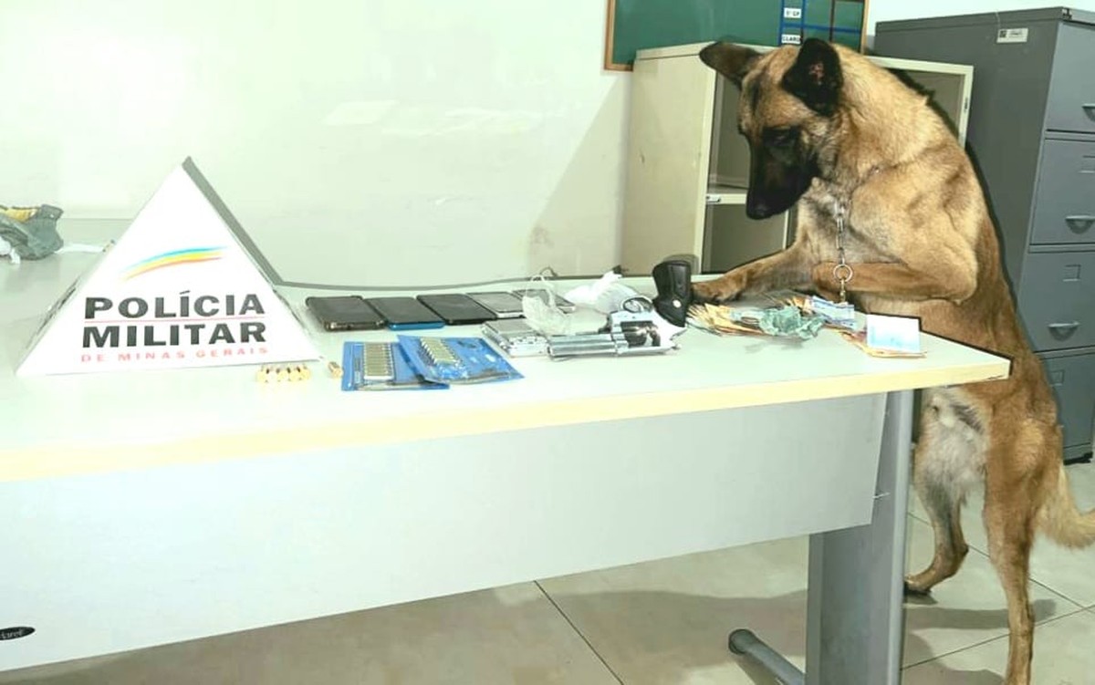 Com Ajuda De Cães Farejadores Polícia Militar Apreende Drogas