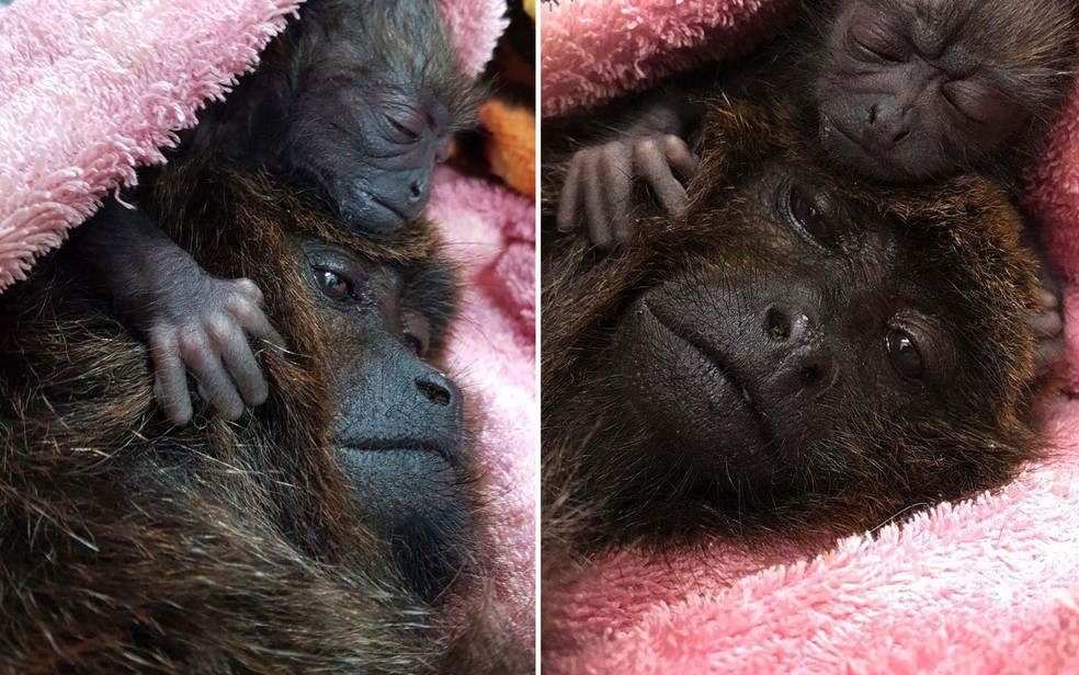 Filhote de macaco bugio nasce no zoológico de Guarulhos | São Paulo | G1