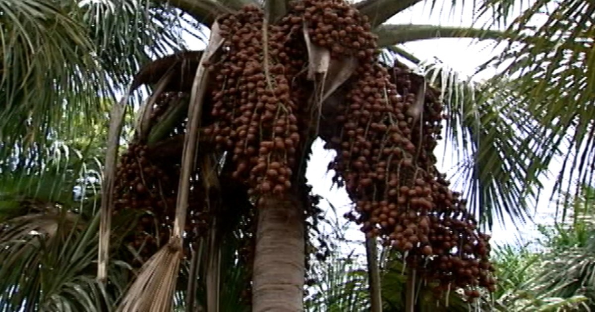 Natureza - Coleta de murumuru transforma a vida de agricultores na Amazônia