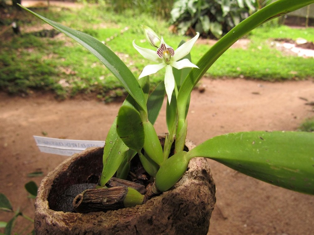 Conservação de orquídeas e bromélias contribui para o equilíbrio da ...
