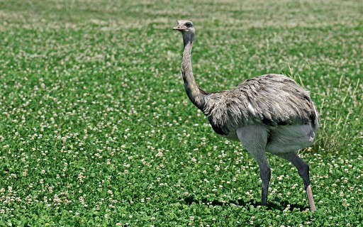 Como criar ema - Revista Globo Rural | Como criar