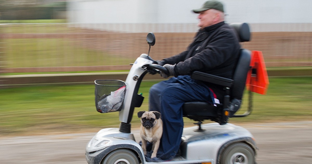 G1 - Pug 'pega carona' em scooter do dono na Alemanha - notícias em ...