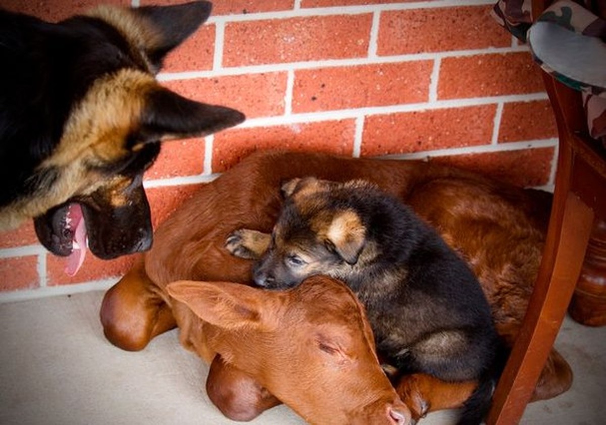 Auge da fofura! Bezerro órfão é adotado por família na Austrália ...