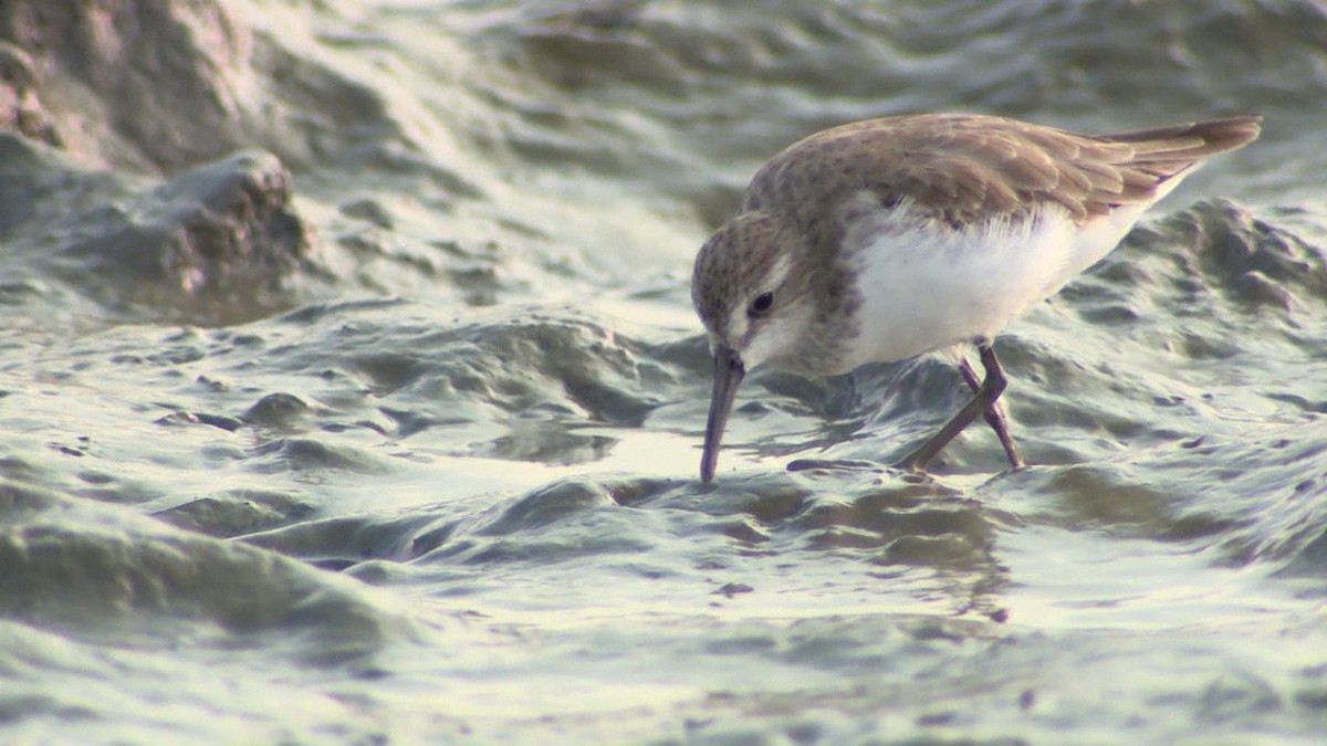 Como vivem as aves migratórias que passam pelo Maranhão em busca de ...