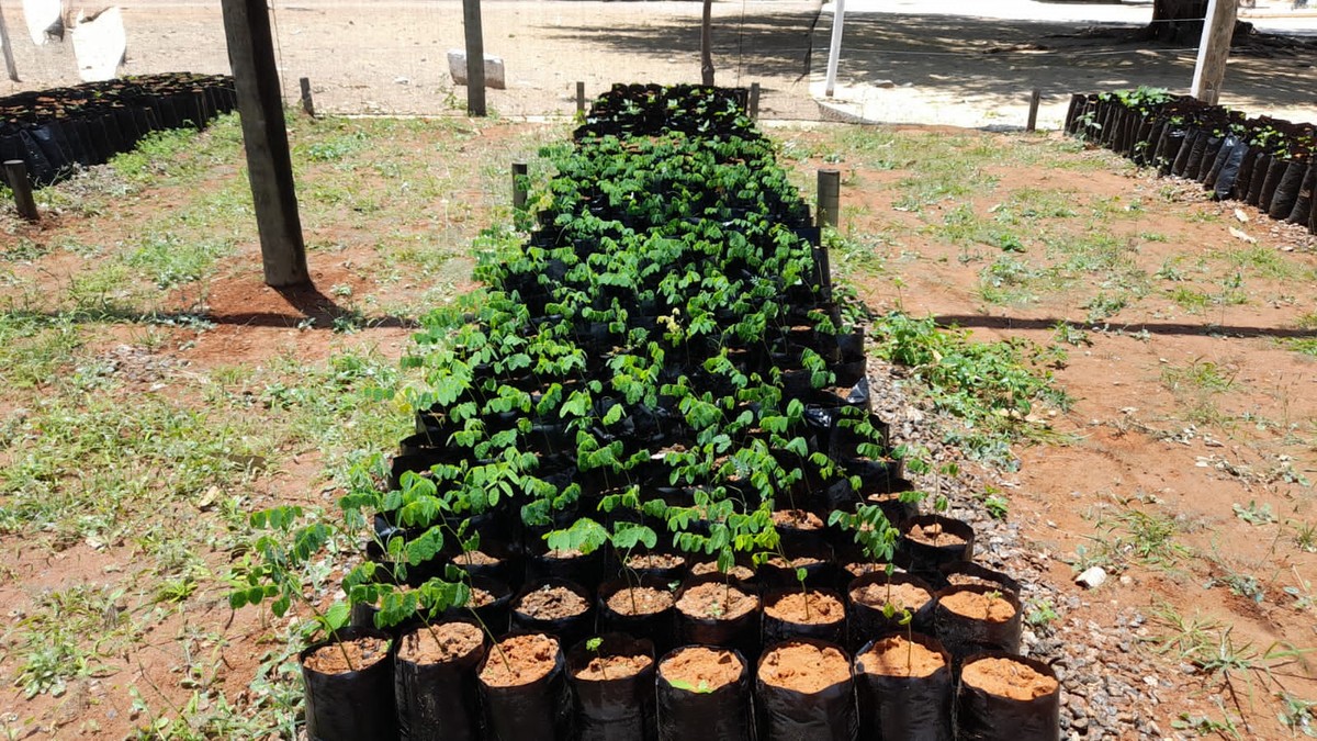 Viveiro Municipal de Petrolina produz mais de 15 espécies de mudas que ...