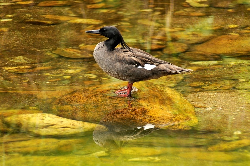 Biólogos de MG comemoram título de embaixador das águas de pato ...