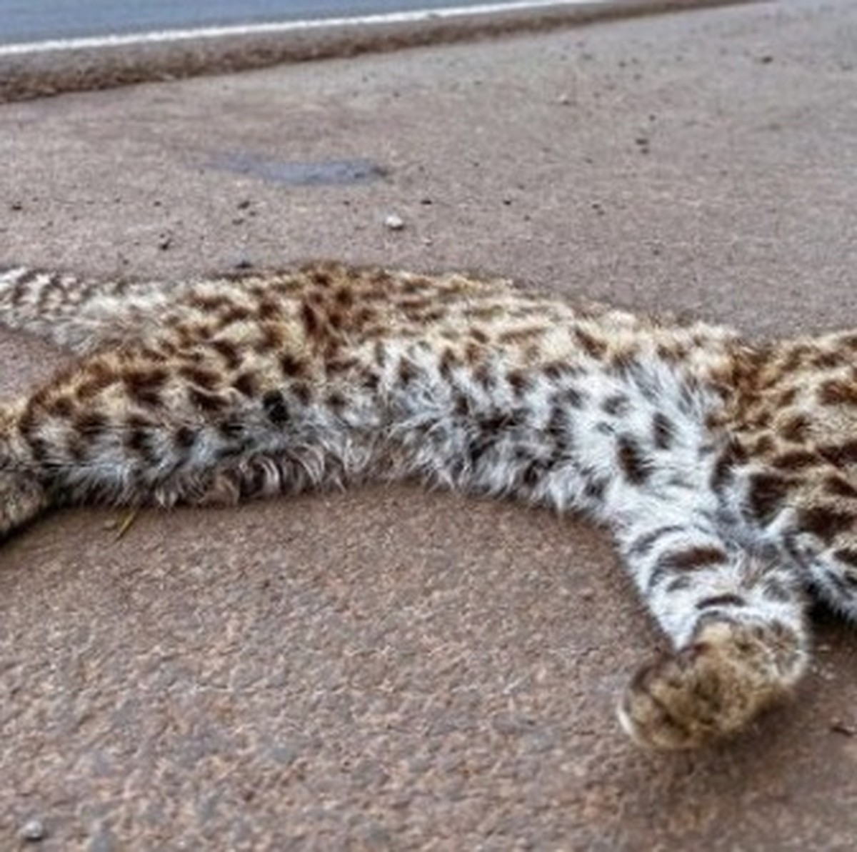 Felino ameaçado de extinção é morto após atropelamento no Oeste de SC ...