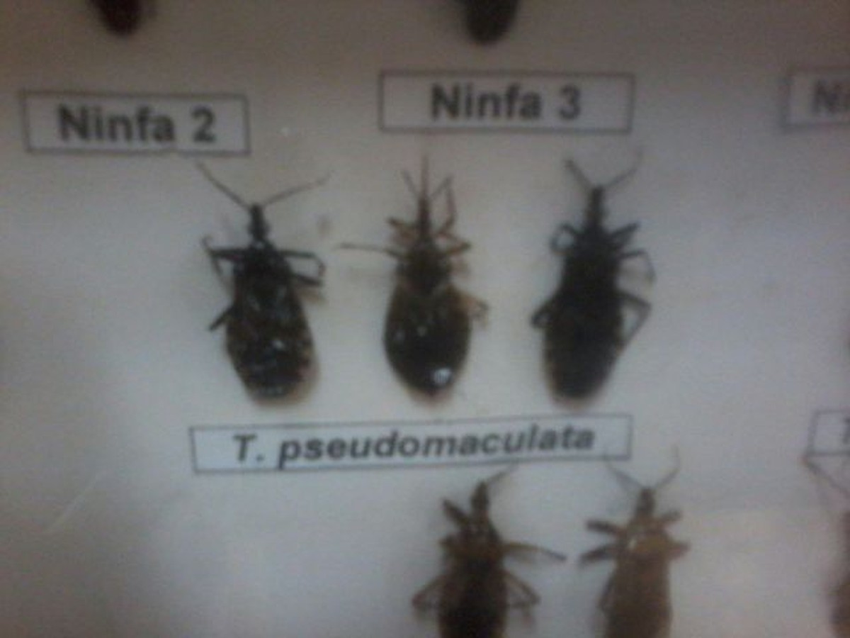 Barbeiros transmissores da doença de chagas são localizados em Montes ...