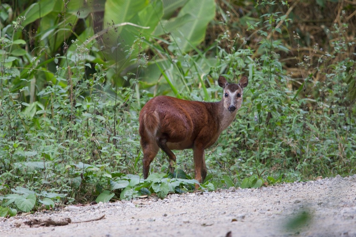 Espécies de veados da Mata Atlântica precisam de pelo menos 2% do bioma ...