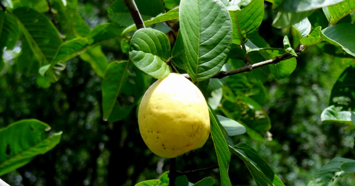 G1 - Goiabeira tem flores brancas e aromáticas e frutos doces ...