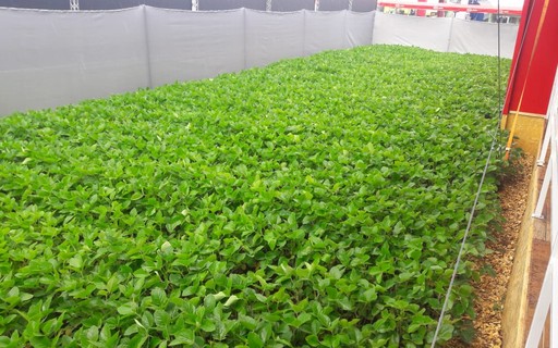 Bayer mantém expectativa de lançamento da soja Intacta 2 em 2021 ...