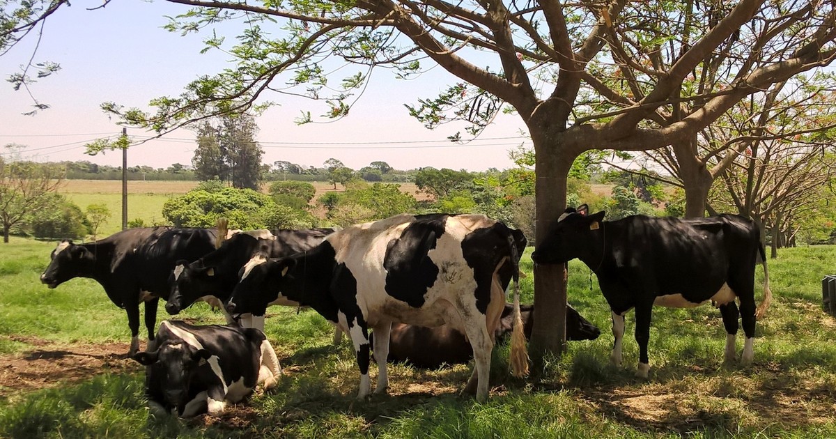 G1 - Embrapa Pecuária Sudeste oferece curso básico de manejo de ...