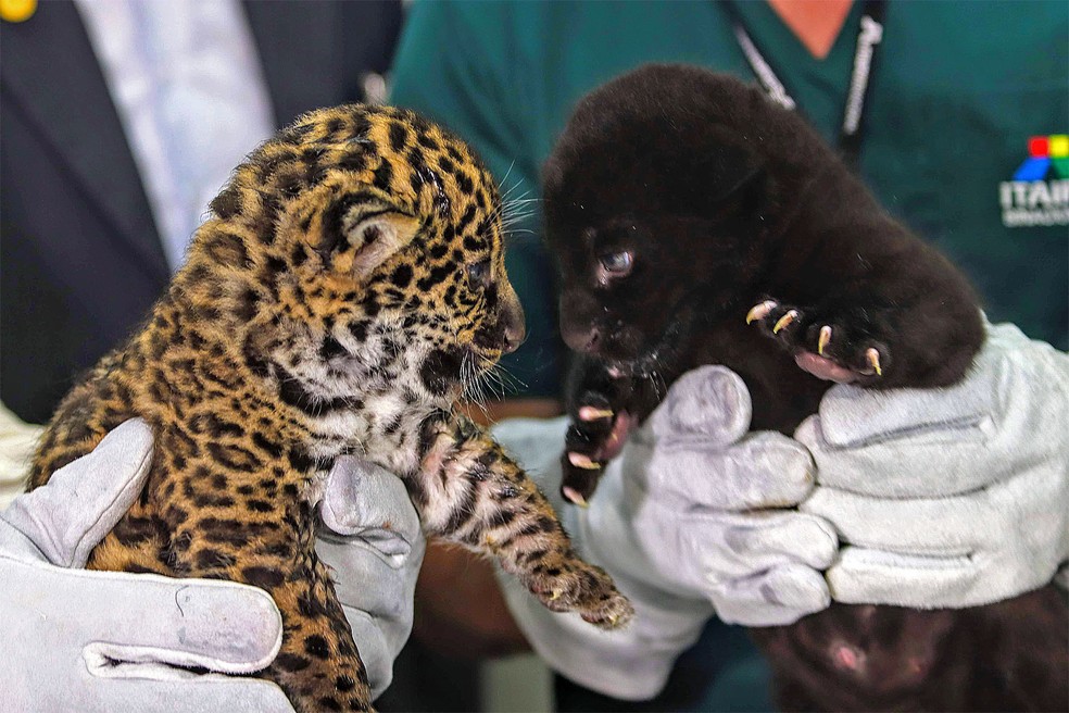 Paraná, quinta-feira, 27 de junho de 2019 | Paraná | G1