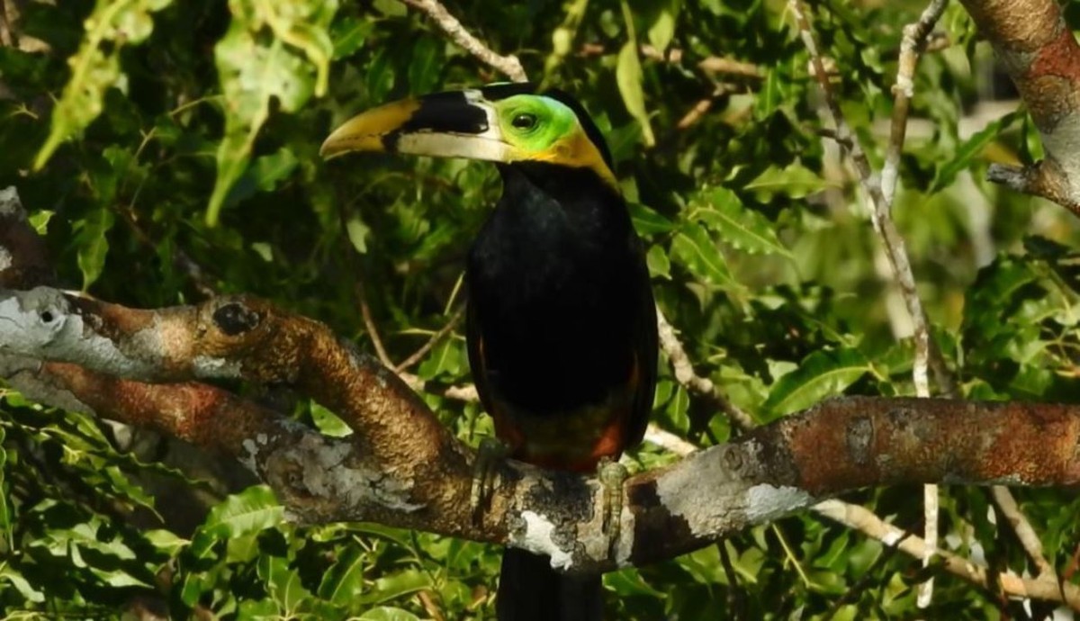 Aves são observadas do alto da floresta Amazônica | Terra da Gente | G1