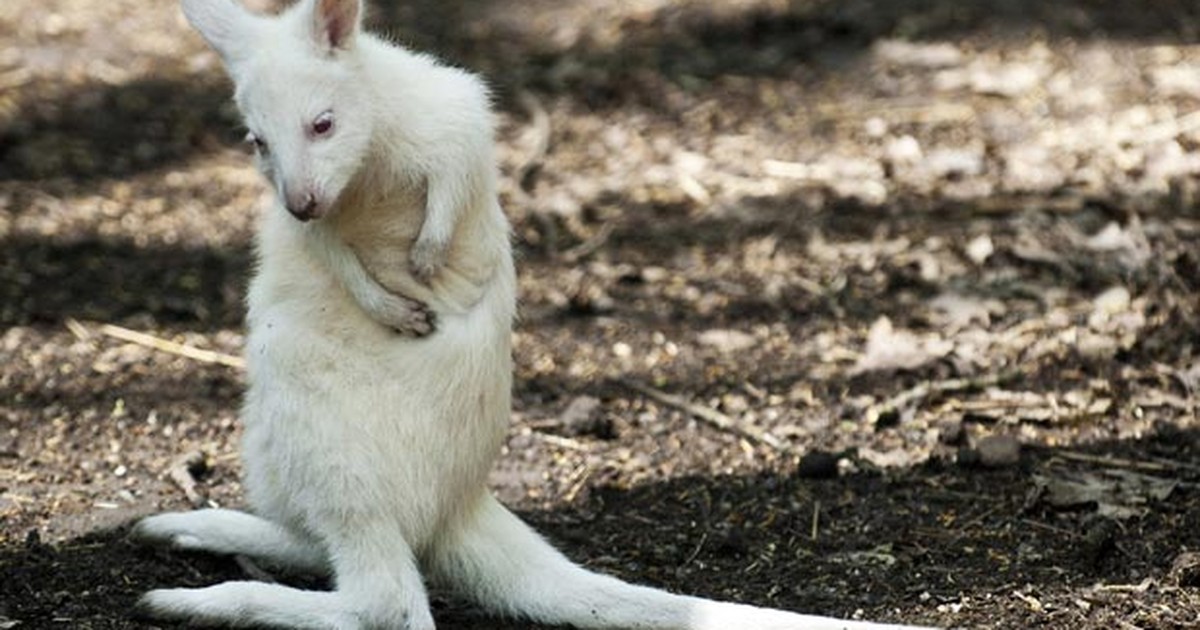 Natureza - Zoológico apresenta filhote de canguru albino na Hungria