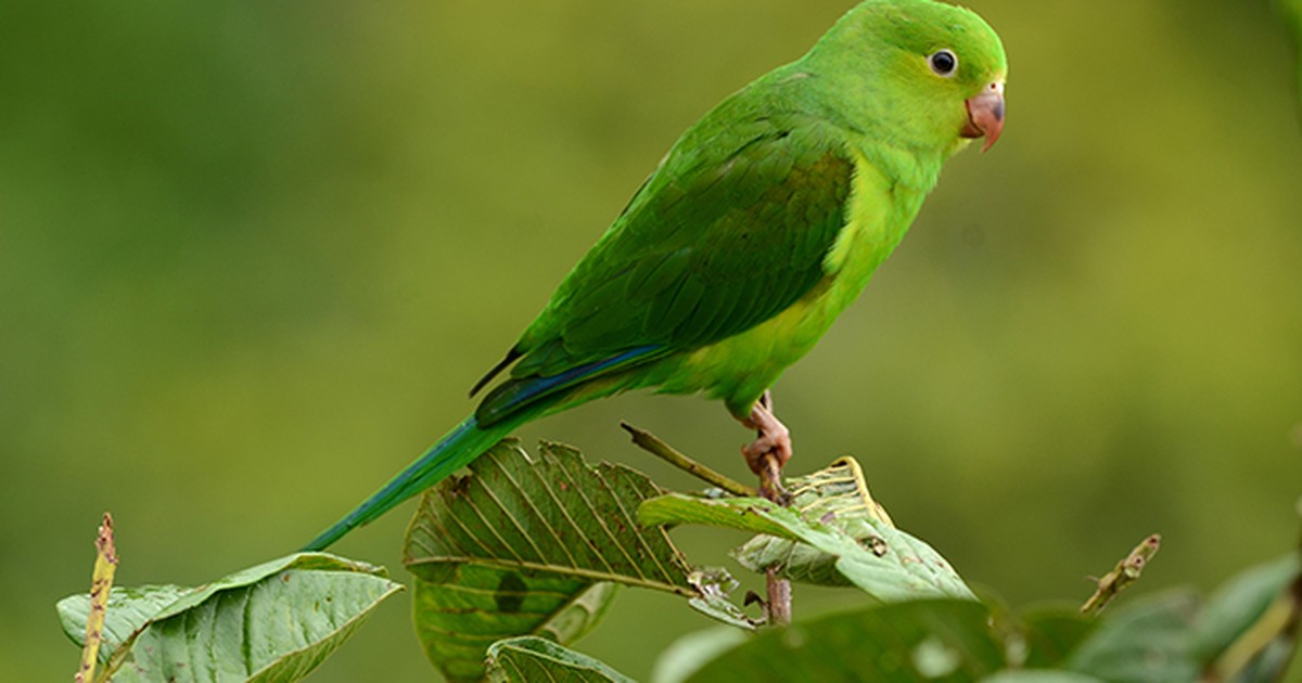 G1 - Periquito-rico é galanteador e carinhoso e ocorre na Mata ...