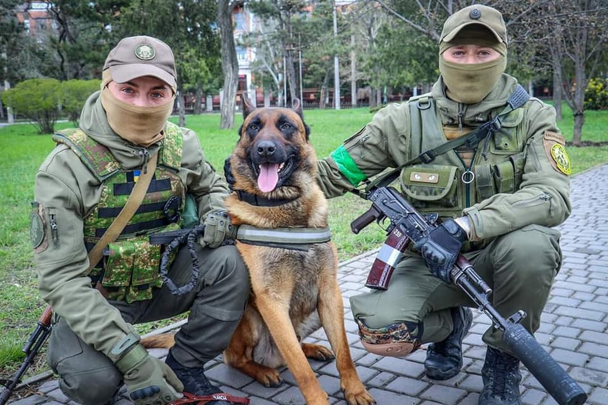 Cão de guerra abandonado por russos aprende comandos ucranianos e vira ...