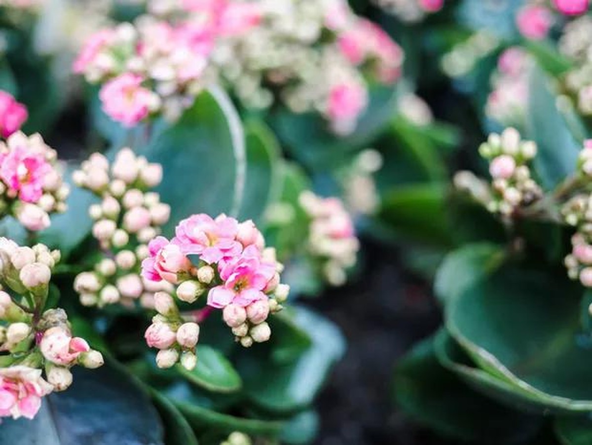 Flor-da-fortuna: como cuidar da espécie que vai deixar sua casa sempre ...