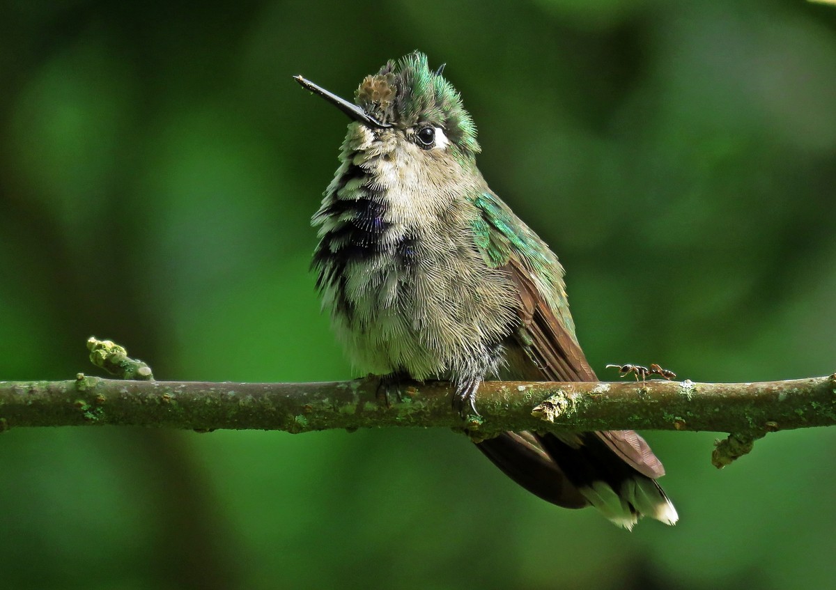 Fotografia e estudos sobre a fauna e flora brasileiras conectam ...