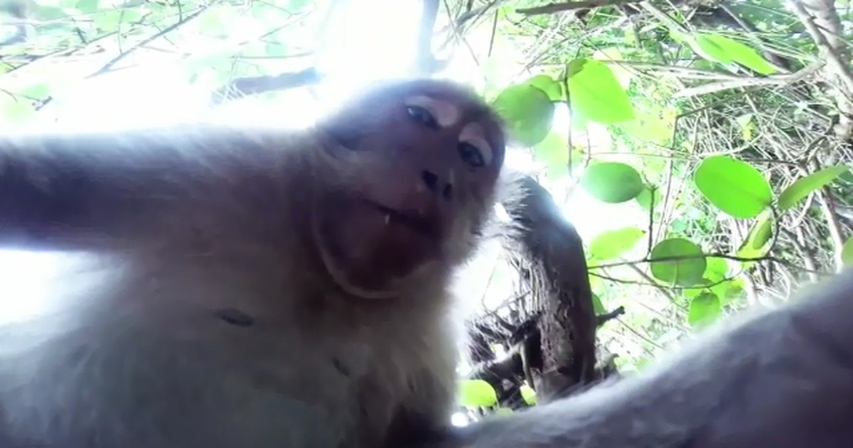 G1 - Vídeo mostra 'selfie' de macaco depois de roubar câmera de ...