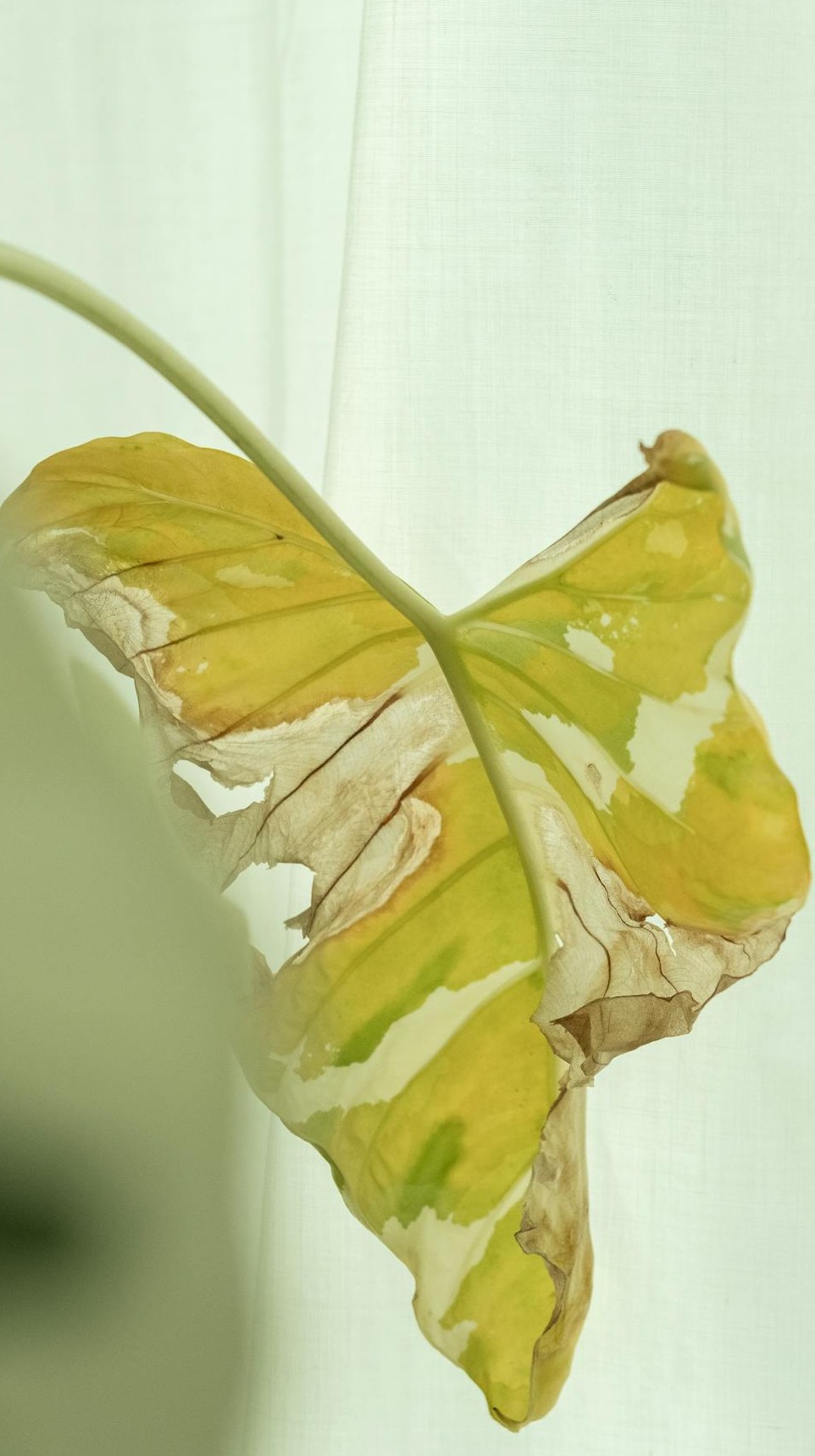 Como reanimar planta que está morrendo?