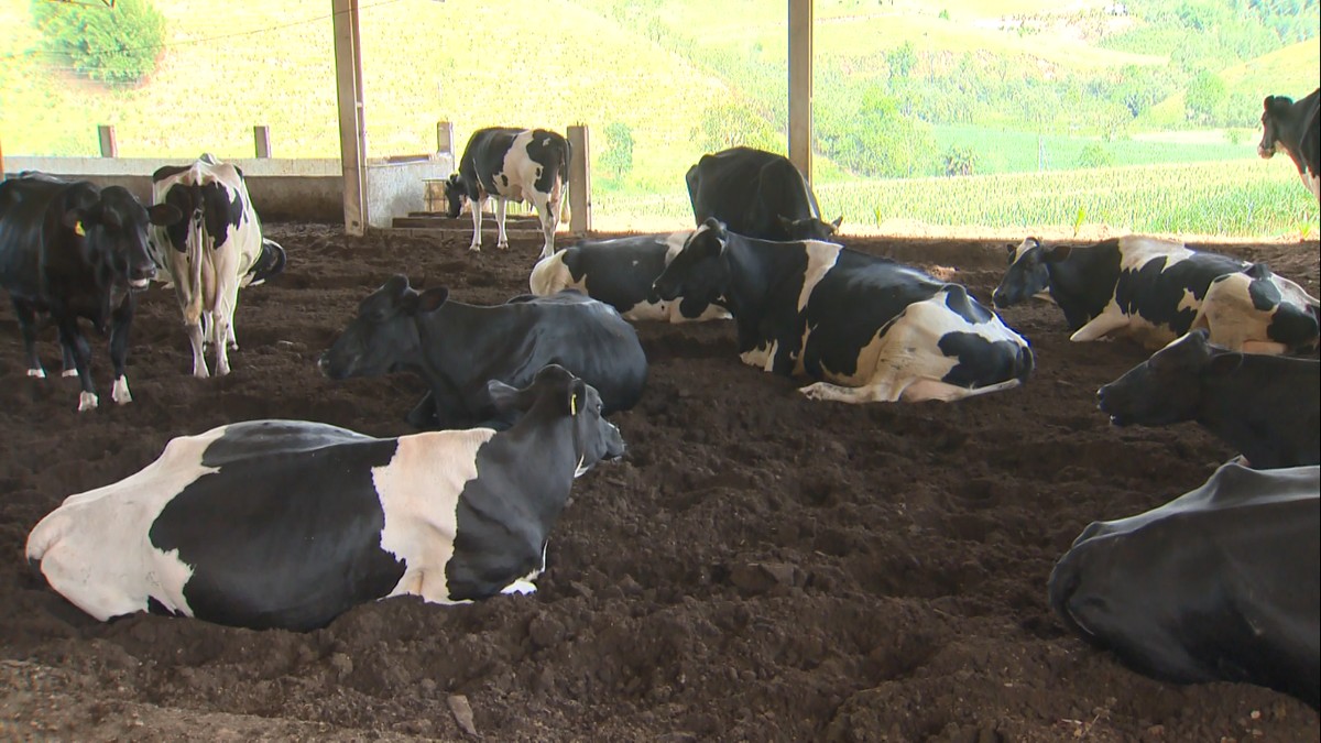 Produtor investe em conforto de vacas para melhor produção de leite ...