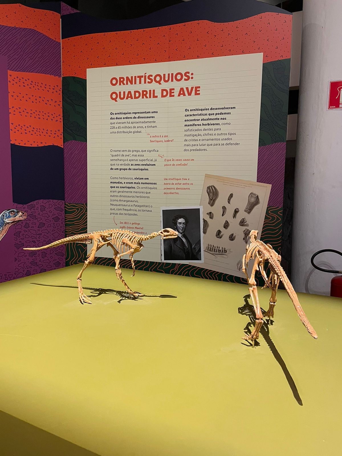 'Expodinos' tem réplica de esqueleto do maior dinossauro do mundo, com ...