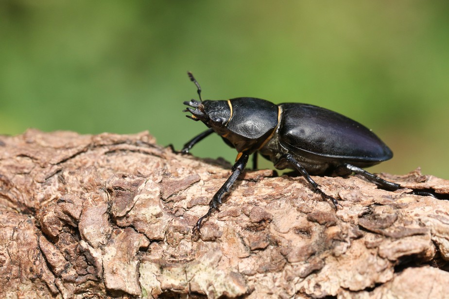 Descoberta de nova espécie de besouro esclarece o mecanismo por trás da ...