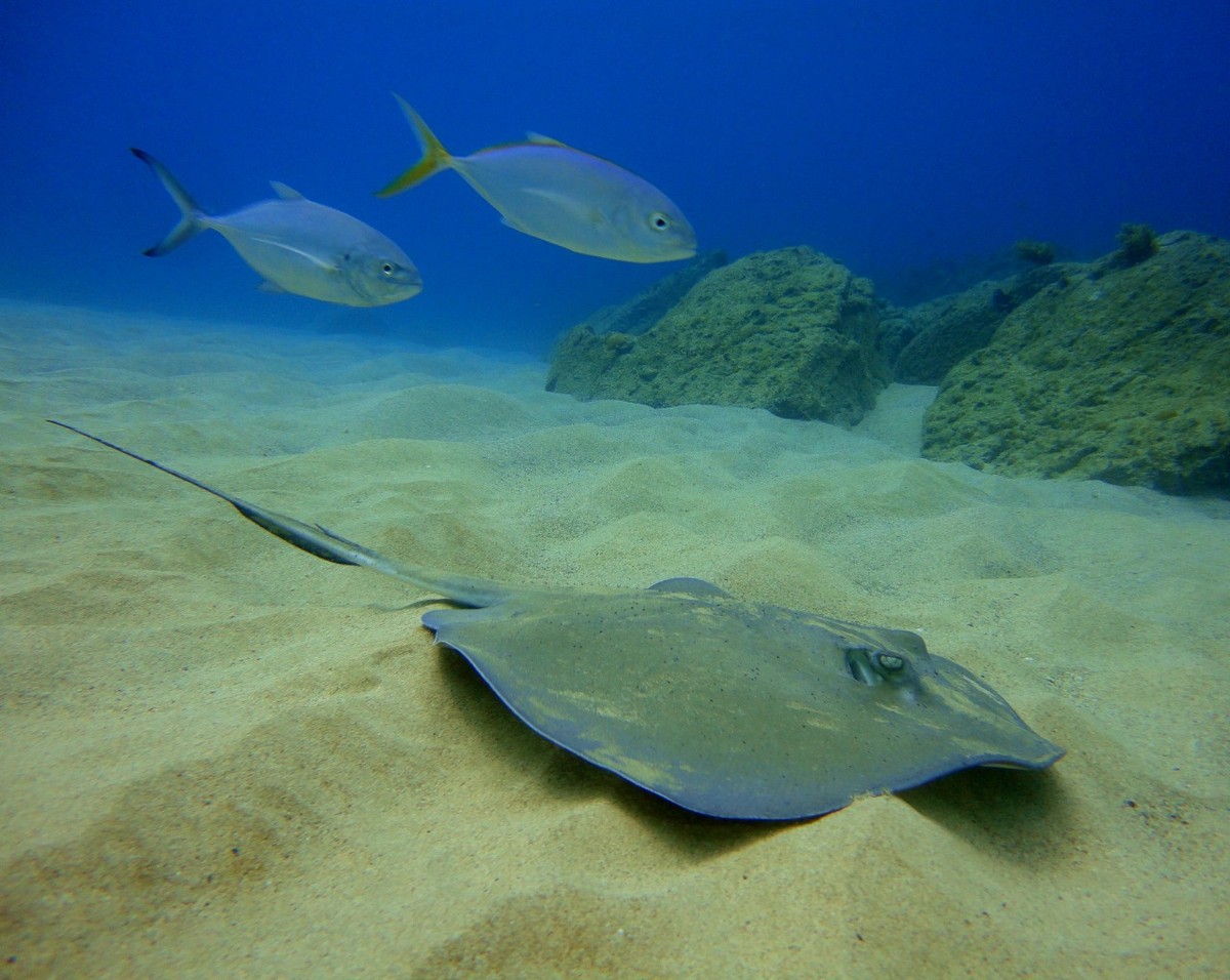 Cientistas da UFRN identificam nova espécie de raia na costa brasileira ...